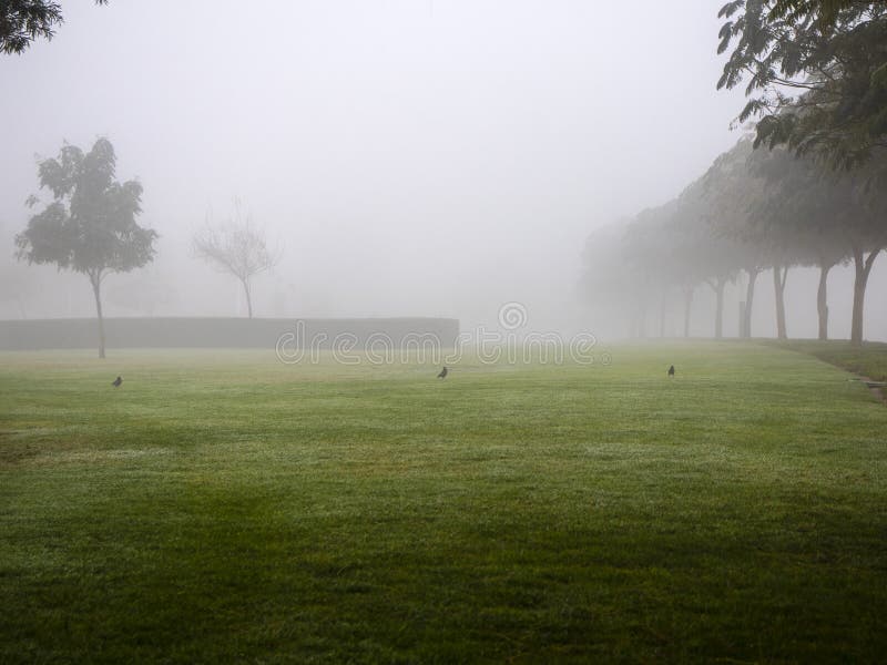 Foggy Morning in the Park.Outdoors Stock Image - Image of humid, cloud ...