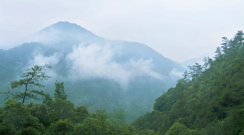 Foggy mountain forest stock photo. Image of wuyishan - 46277912