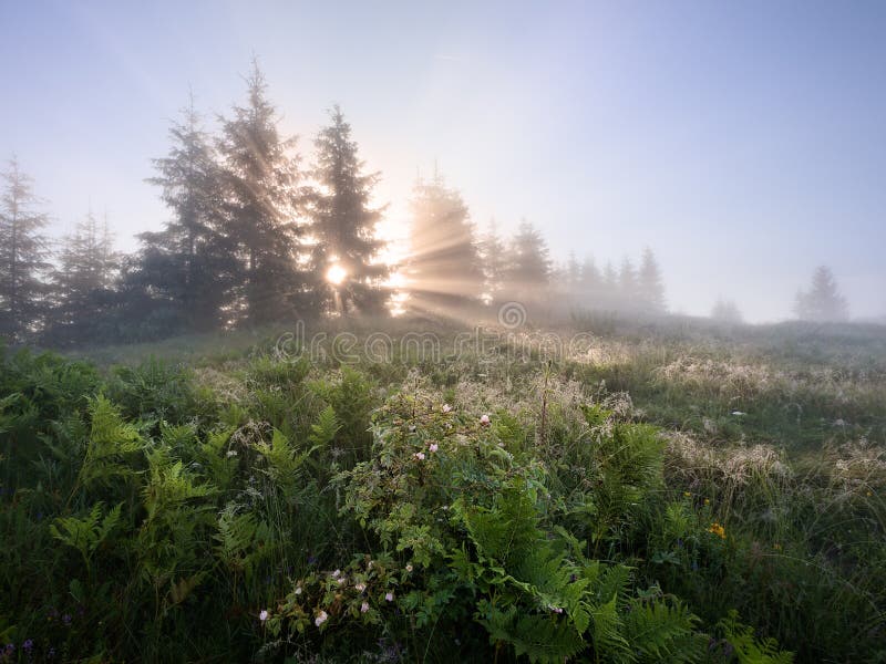 Foggy Mountain Valley at Sunrise Stock Photo - Image of natural ...