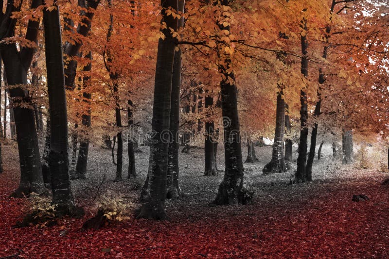 Foggy mystic forest stock photo. Image of enchanted, tree - 41146342