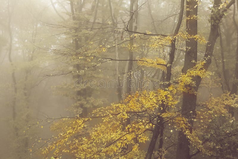 Foggy mystic forest stock image. Image of orange, green - 41201607