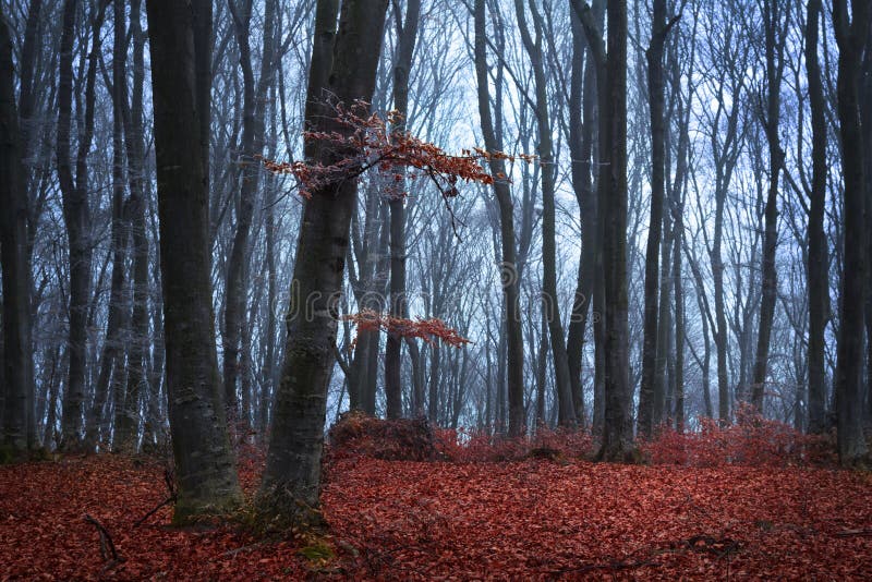 Foggy mystic forest stock photo. Image of green, mystic - 41602202