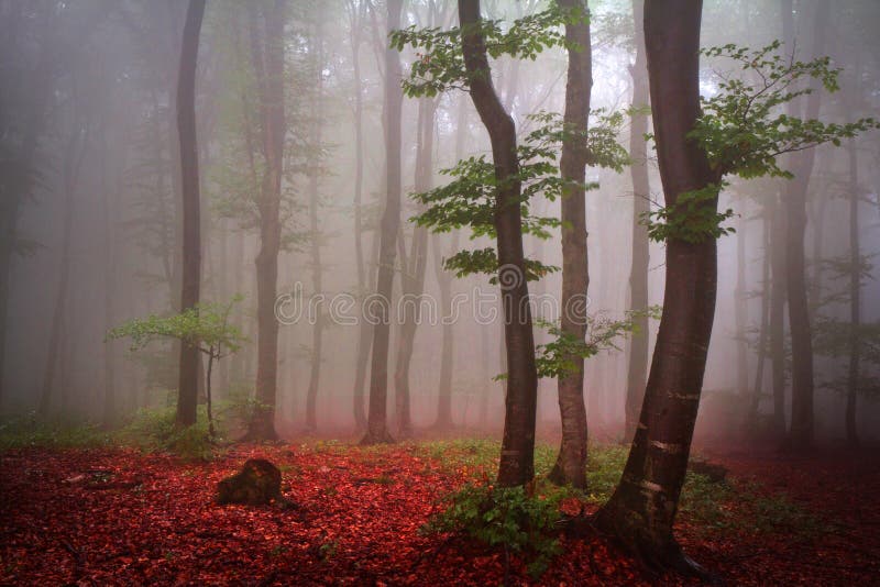 Foggy Mystic Forest during Fall Stock Image - Image of light, branch ...