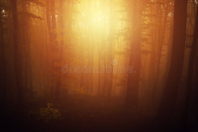 Foggy Mystic Forest during Fall Stock Photo - Image of park, shine ...