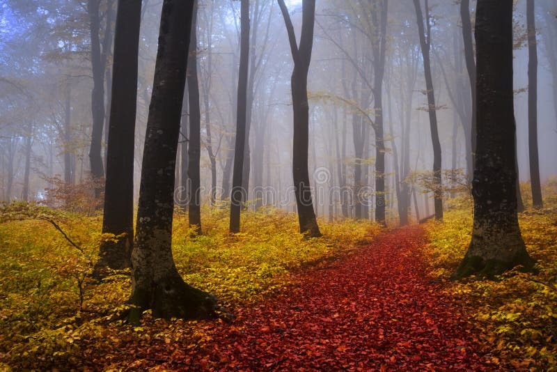 Foggy Mystic Forest during Fall Stock Image - Image of shine, sunrise ...