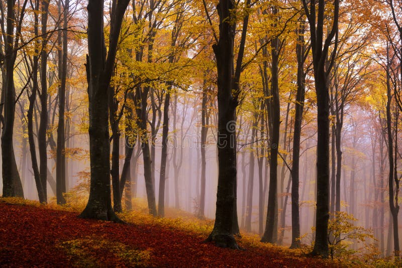Autumn path stock photo. Image of leaves, canopy, october - 6947536