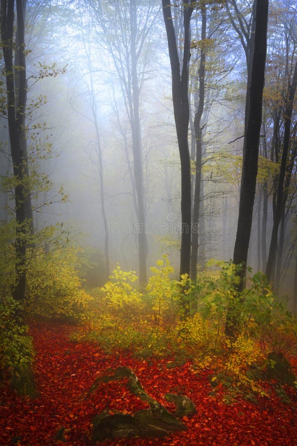 Foggy Mystic Forest during Fall Stock Image - Image of outdoor, season ...