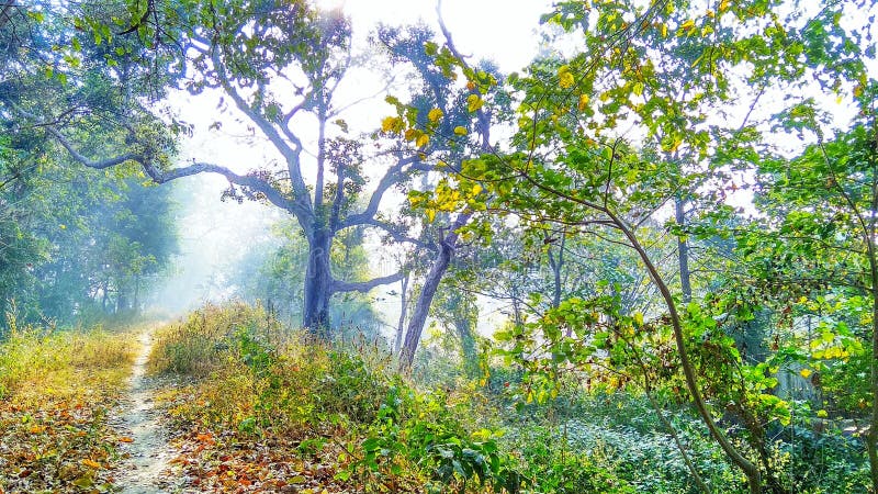 Foggy Path , Tree in a Forest Stock Photo - Image of tree, fogg: 135347072