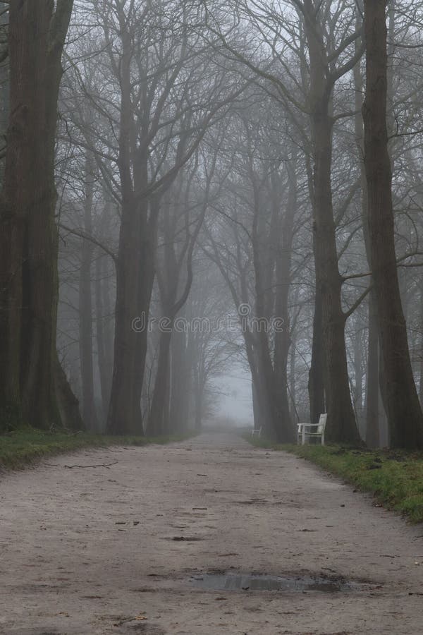 Foggy path between trees stock photo. Image of trees - 213067122