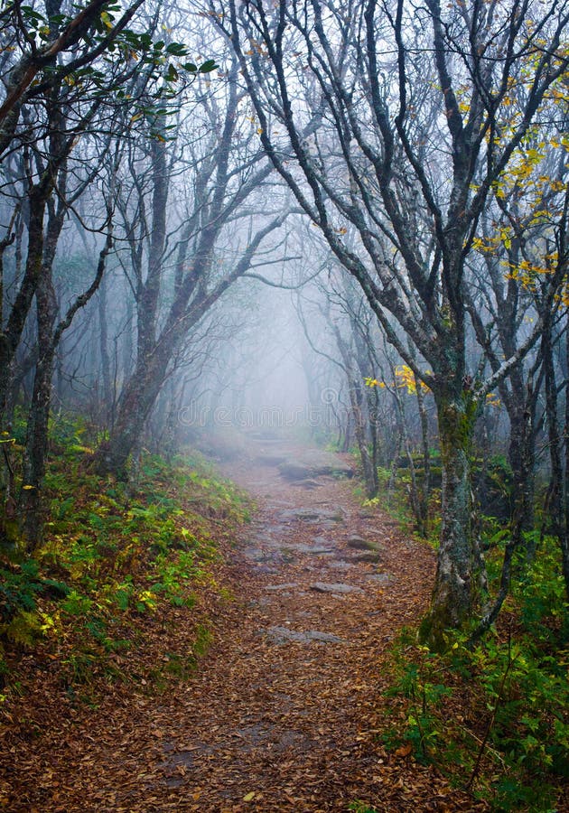 36+ Foggy pathway Free Stock Photos - StockFreeImages