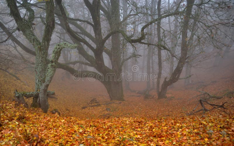 Deadvlei (Namib desert) stock photo. Image of dead, namib - 5136838