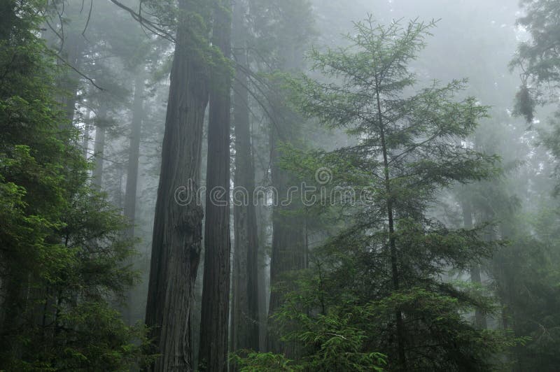 Foggy Redwood Forest stock image. Image of coastal, outdoors - 6145429