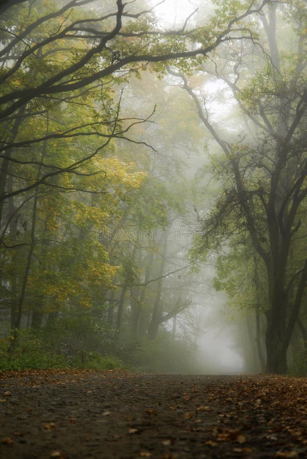 Foggy forest during autumn stock image. Image of autumn - 35590029