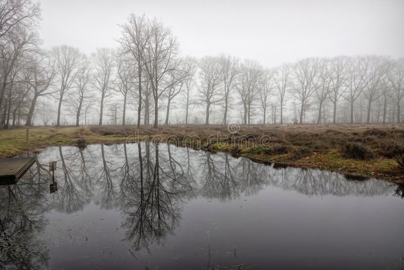 Foggy Serene Scenic Pond with Tree Reflections Stock Image - Image of ...