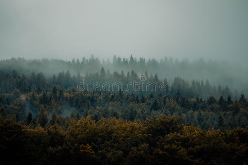 Sky Showcases Towering Trees with Massive Canopies Stock Photo - Image ... Sky Showcases Towering Trees with Massive Canopies Stock Photo - Image ...