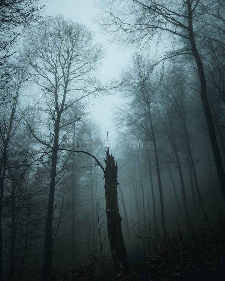 A Foggy Spooky Forest with a Broken Tree in the Middle Stock Image ...