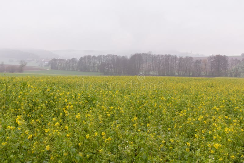 Foggy spring landscape stock image. Image of orange, nature - 83426451