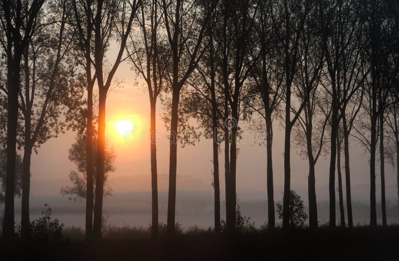Foggy sunrise stock photo. Image of beauty, foggy, evening - 11124014