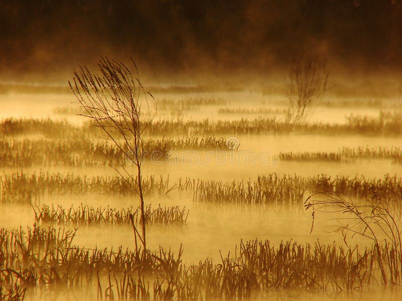 Foggy sunrise in Marsh stock image. Image of swamp, misty - 13888215