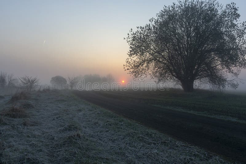 Foggy Sunrise Over the Trees Stock Photo - Image of winter, trees ...