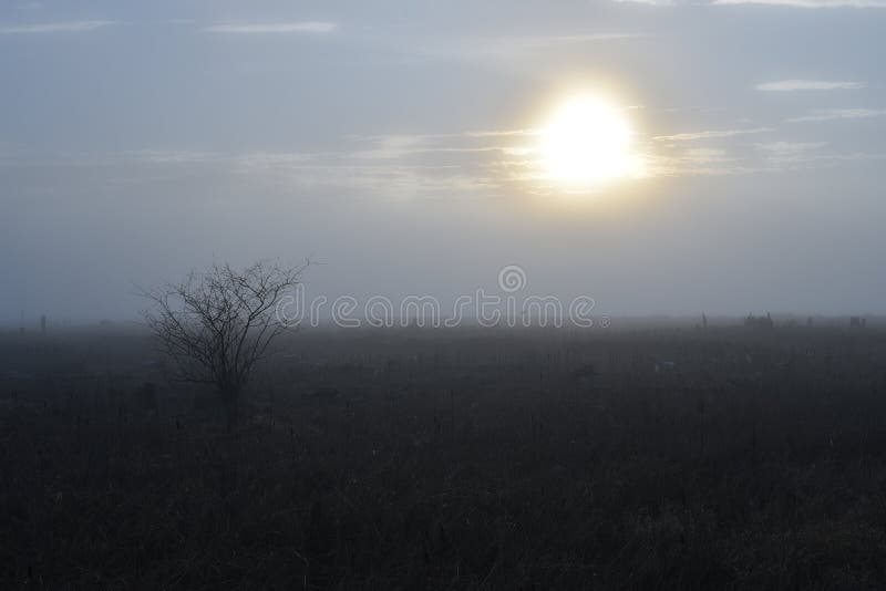 Foggy Sunset at the Marshes Stock Image - Image of beautiful ...
