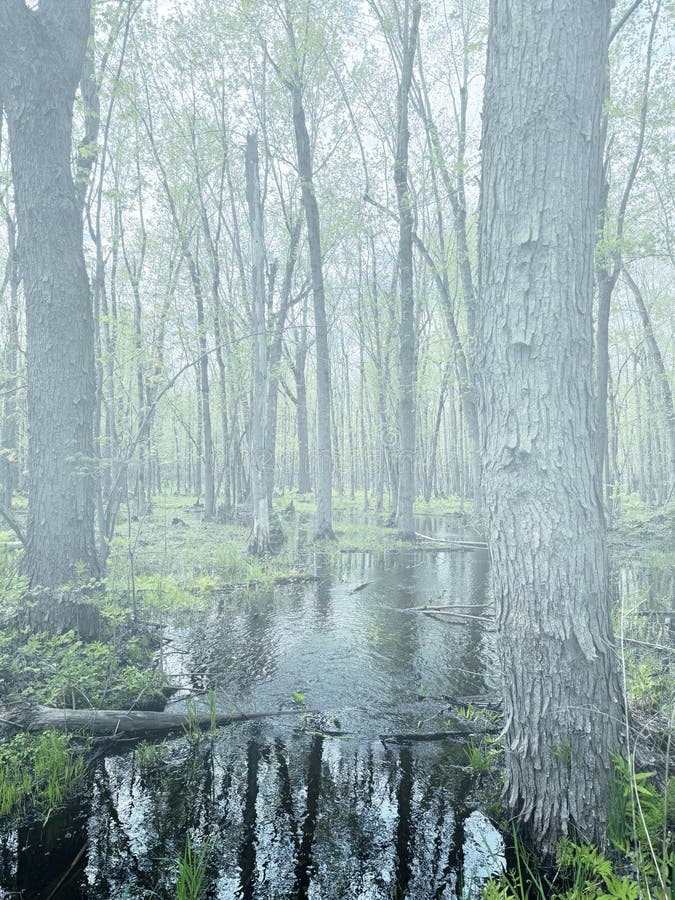 Foggy Swamp with Old Trees stock photo. Image of running - 340379162