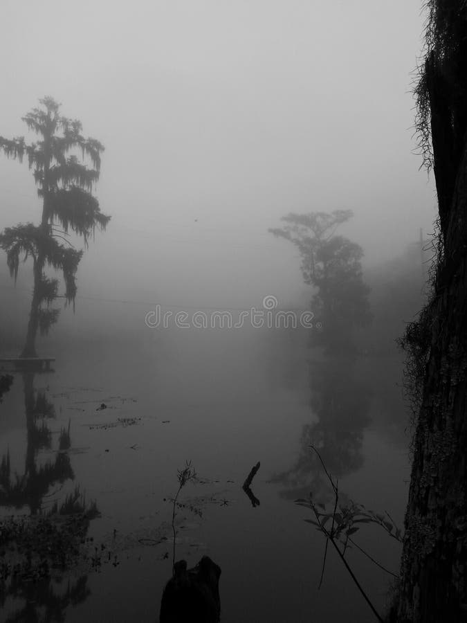 Foggy swamp stock photo. Image of foggy, reflection, blackwhite - 85387636