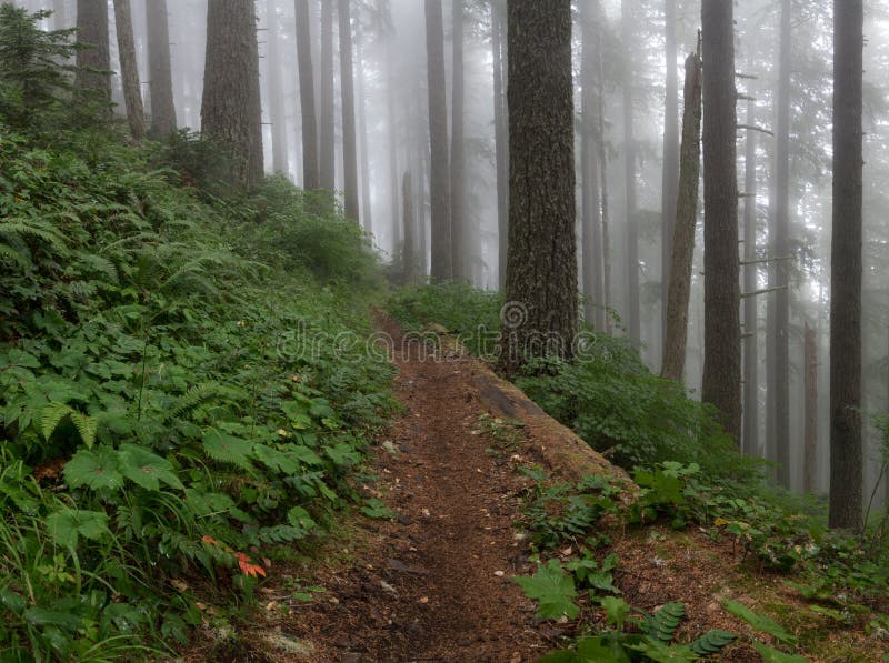 Foggy Trail stock photo. Image of ancient, national - 124073848