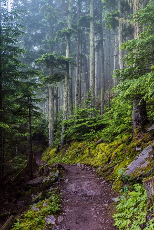 Foggy Trail with Moss Covered Trees Stock Image - Image of footpath ...
