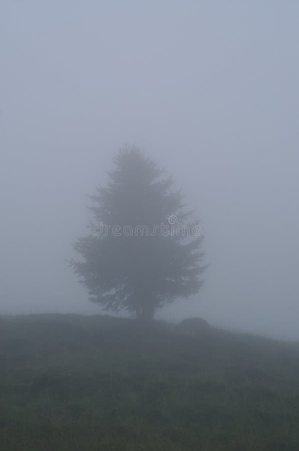 Foggy Tree Picture. Image: 1354232