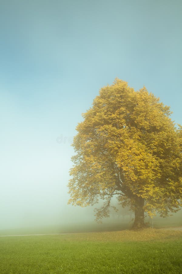 Foggy tree stock photo. Image of mist, leaves, misty - 16474456