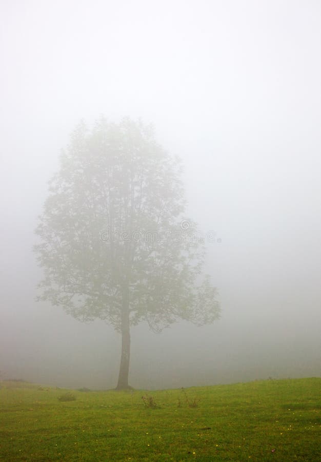 Foggy tree stock image. Image of nature, plants, flora - 20999357