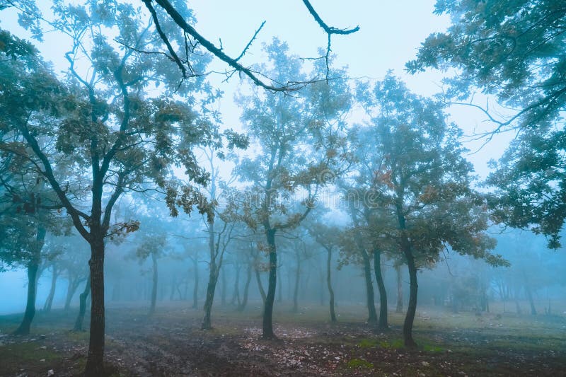 Foggy Tree in the Forest. Dark Weather Stock Photo - Image of land ...