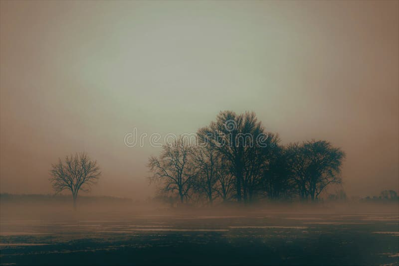 Foggy Treeline stock image. Image of earth, black, foggy - 88782635