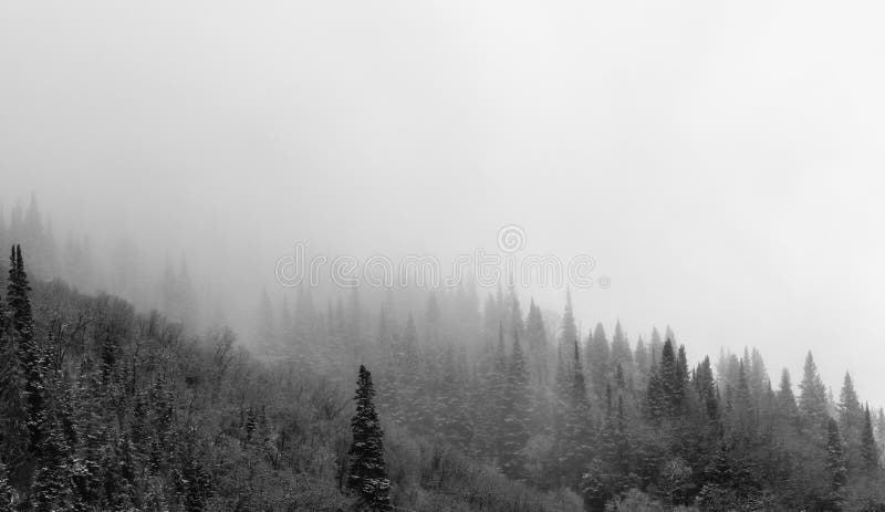 Foggy Trees stock photo. Image of trees, snowy, mountain - 53884234