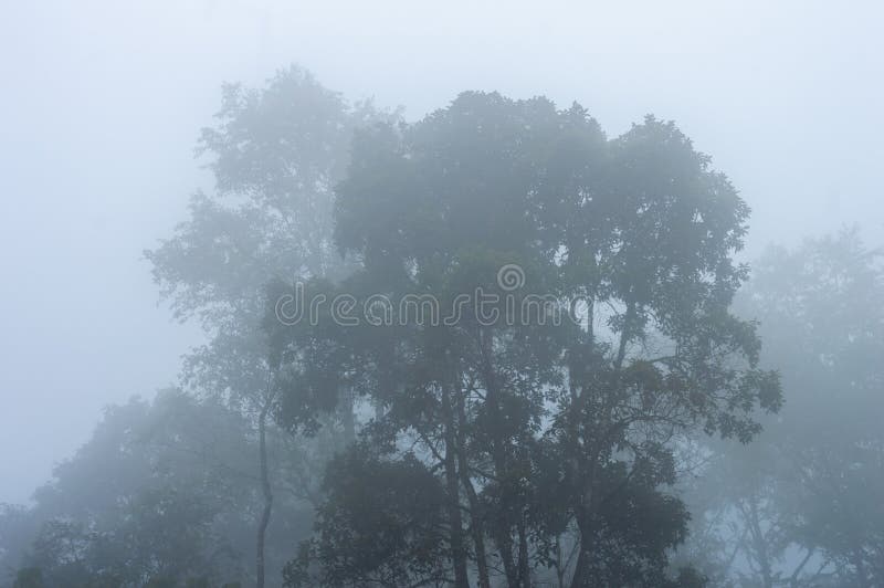 Foggy Trees in a Winter Mountain Forest. Cold Nature Background Stock ...