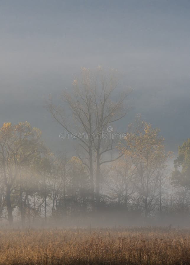 Foggy Valley Trees in Fall stock photo. Image of outline - 81738932