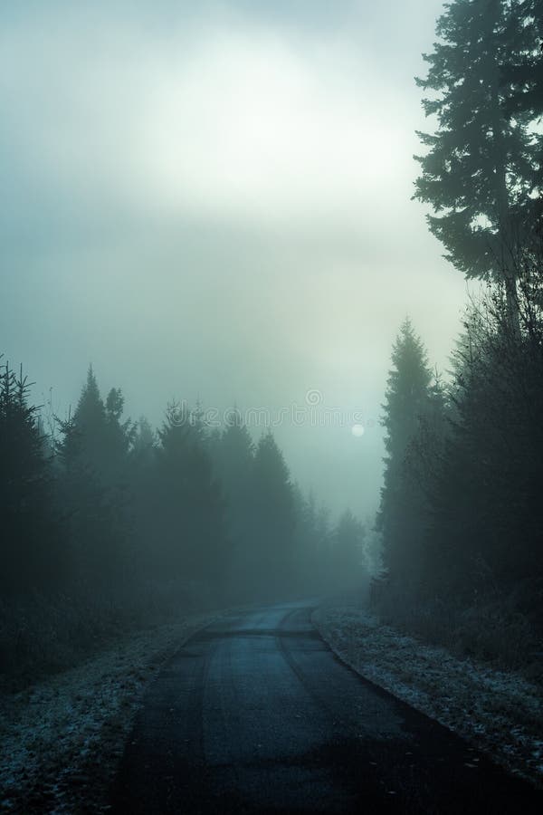 Foggy vibe in forest stock photo. Image of snow, darkness - 344834444