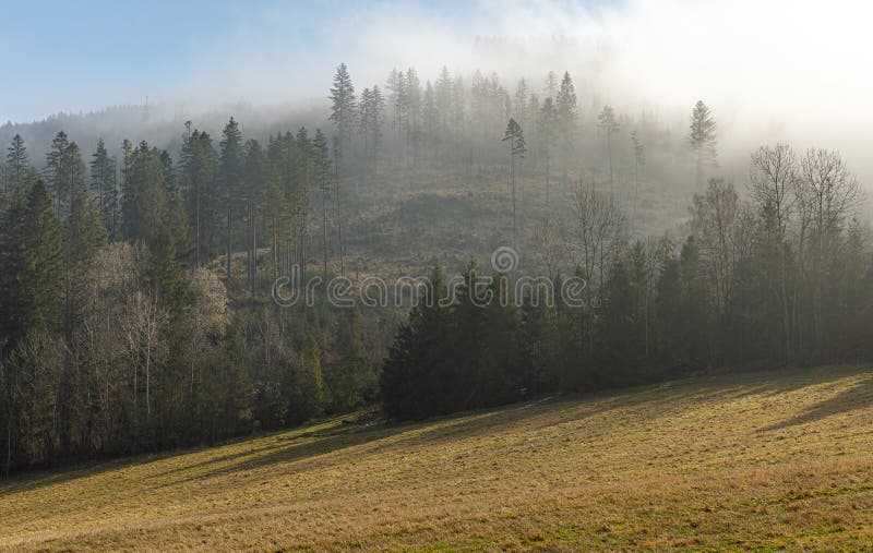 Foggy vibe in forest stock photo. Image of autumn, landscape - 345934682