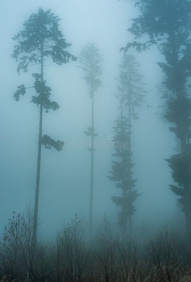 Foggy vibe in forest stock image. Image of morning, haze - 347828919