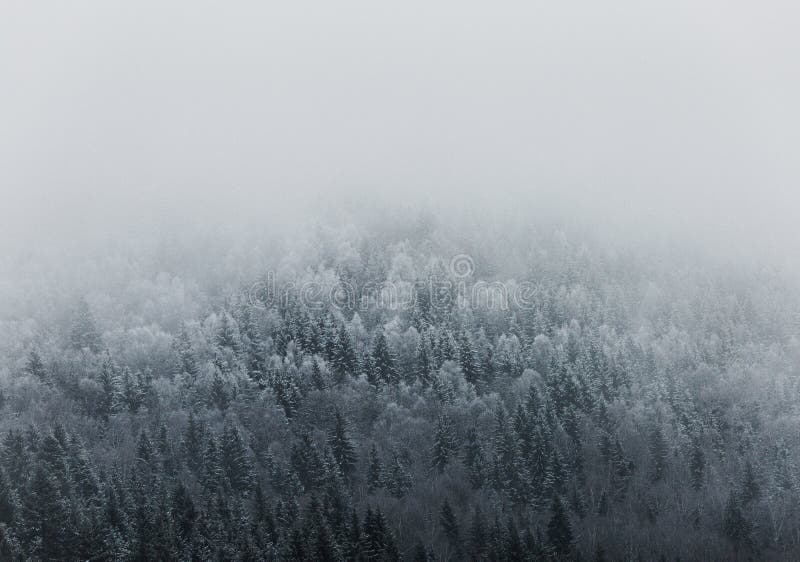 Foggy Winter Forest Trees stock image. Image of landscape - 84044065