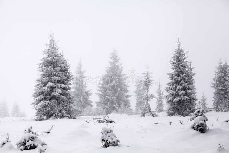 Foggy Winter Landscape with Firs Stock Photo - Image of tranquility ...