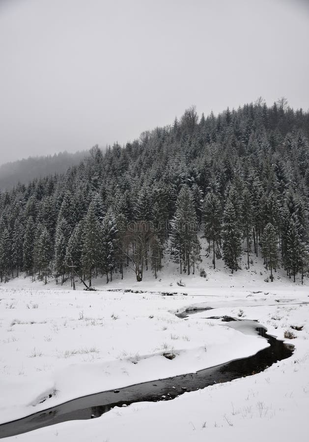 Foggy winter morning stock photo. Image of morning, frost - 13132244