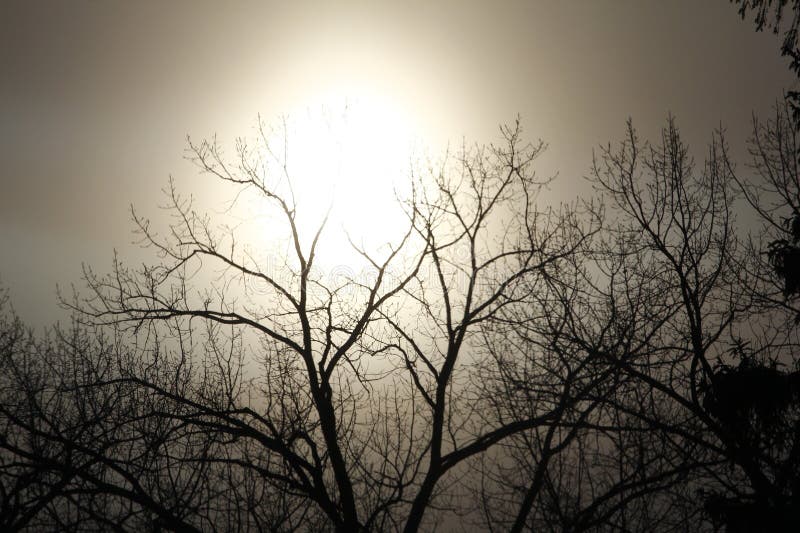 Foggy Winter Morning with Silhouetted Trees, Ohio Stock Image - Image ...