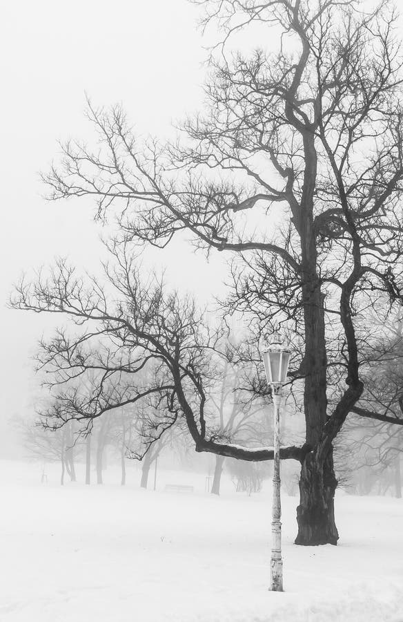 Foggy Winter Scene with Leafless Trees and Lamp Stock Image - Image of ...