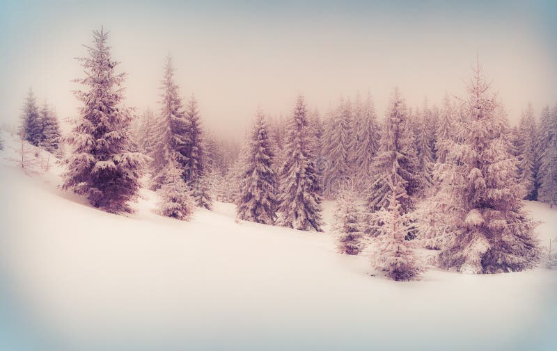 Foggy Winter Scene in the Mountain Forest. Stock Image - Image of place ...
