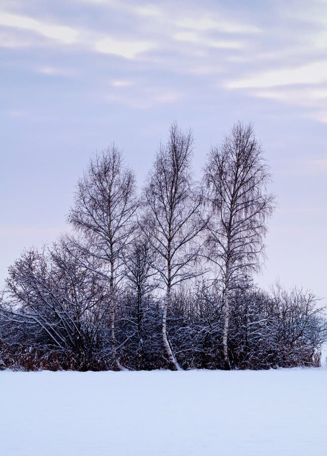 Foggy winter scenery stock photo. Image of views, snow - 12516192