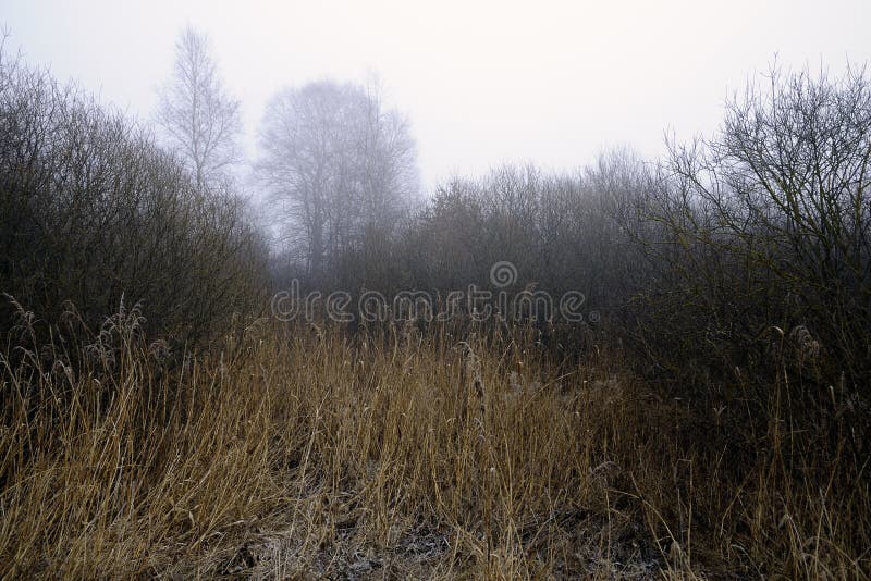Foggy wood stock image. Image of overcast, scenic, woodland - 13290895