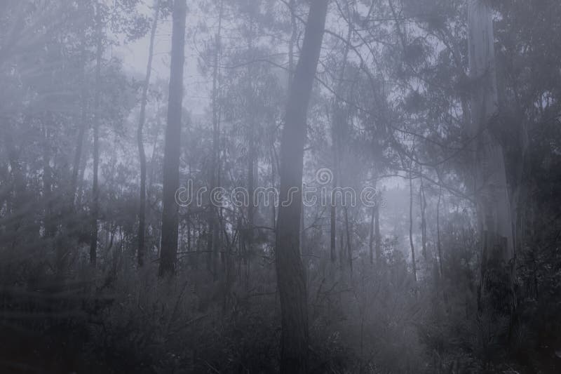 Foggy woods at dusk stock image. Image of weather, night - 319433405