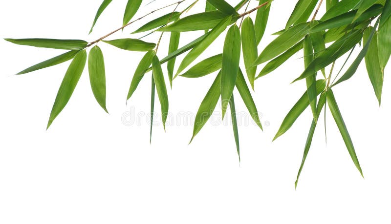 Fogli del bambù fotografia stock. Immagine di contesto - 6849846